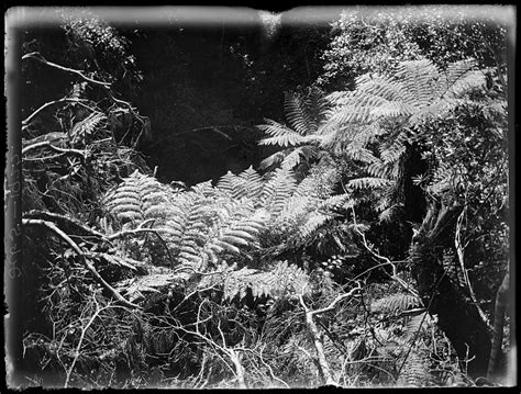 Punga Images Free Photos Png Stickers Wallpapers And Backgrounds