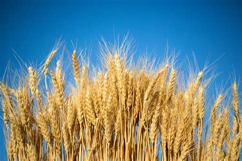 Us Department Of Agriculture Worsens Forecast For Wheat Harvest And
