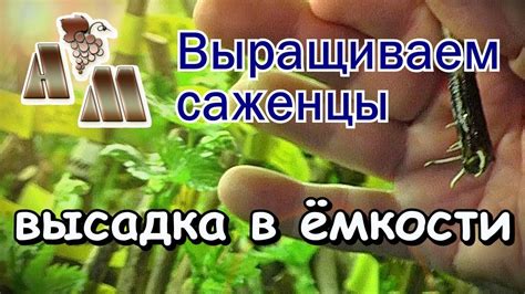 🍇 Высадка черенков винограда в ёмкости (контейнеры) после укоренения в ...