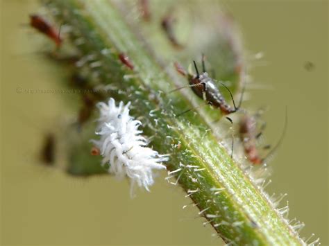 Macrophoto plaisir passion Le Puceron de l aubépine Dysaphis crataegi