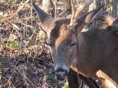 Blue Jay Barrens Sick Deer