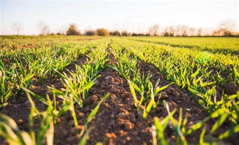 ¿qué Impacto Tiene La Agricultura Sostenible En Las Comunidades Locales