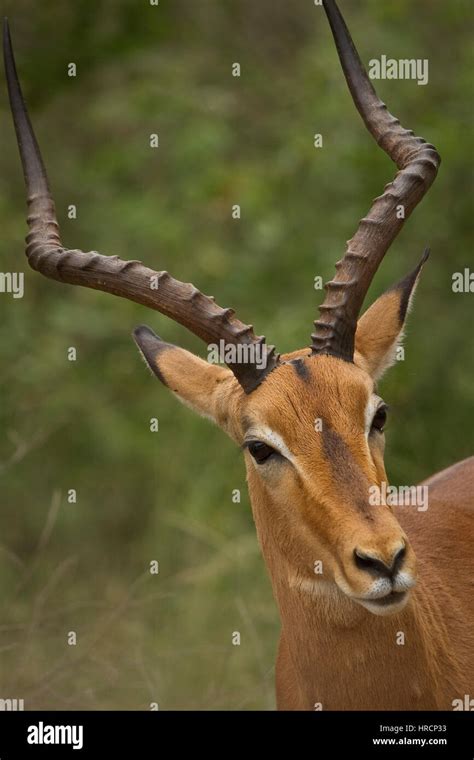 Springbok African Antelope Adaptations Behavior Britannica 43 Off