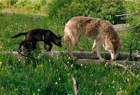 The Language Of Wolves Living With Wolves