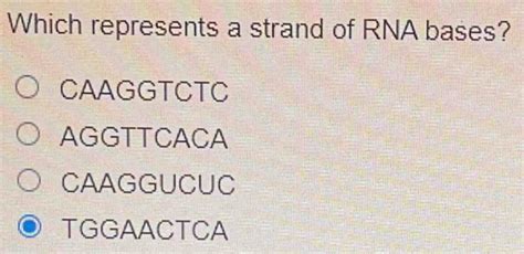 Solved Which Represents A Strand Of Rna Bases Caaggtctc Aggttcaca Caaggucuc Tggaactca [biology]