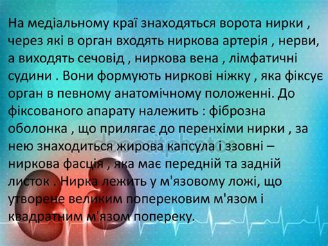 Зовнішня будова нирки презентация онлайн