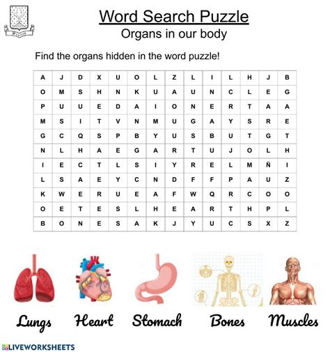 Organs In The Body Word Puzzle Worksheet Word Puzzles Body Organs