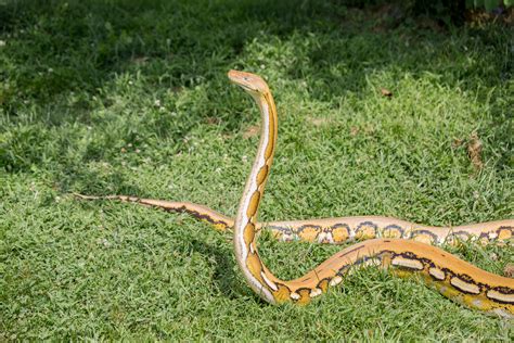 Chaos A Platinum Tiger Reticulated Python