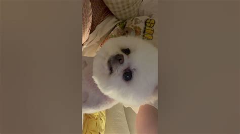 백숙컷한 슈 Youtube
