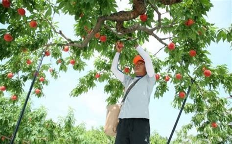 No2299もも あかつき約3kg【2025年発送 先行予約】 福島県福島市 セゾンのふるさと納税
