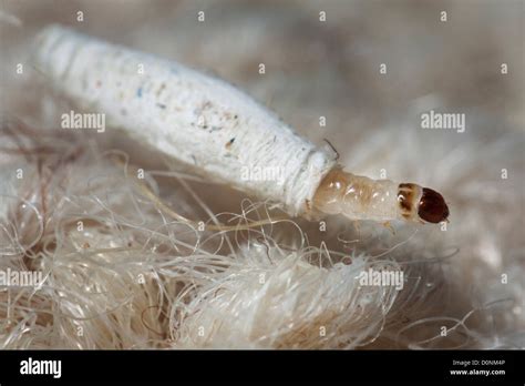 Carpet Moth Larvae Images Stkittsvilla Com