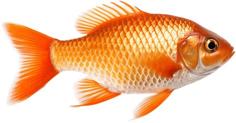Fish Png Pngs For Free Download
