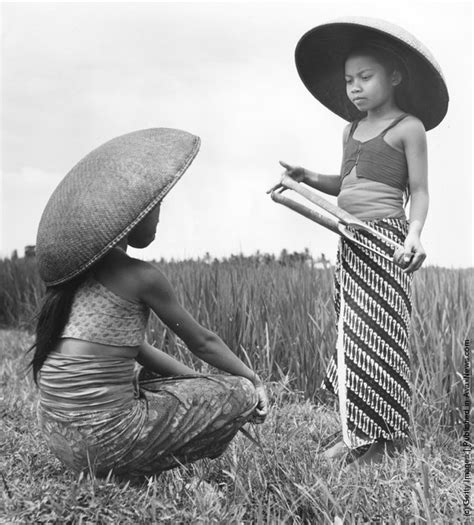 Rice Fields