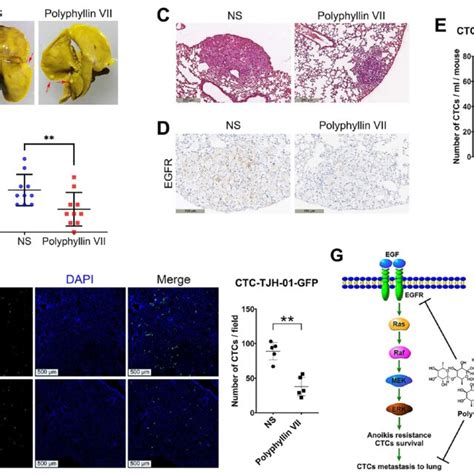 Polyphyllin Vii Inhibits Lung Metastasis Of Ctcs In Vivo A
