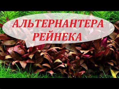 Альтернантера Рейнека. Аквариумные растения. Уход, размножение ...