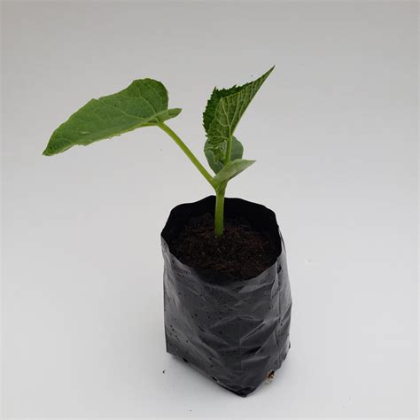 Telegraph Cucumber — Nz Veggie Plants