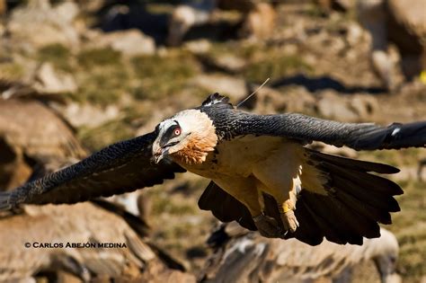 La Naturaleza En Mi Objetivo El Quebrantahuesos Gypaetus Barbatus