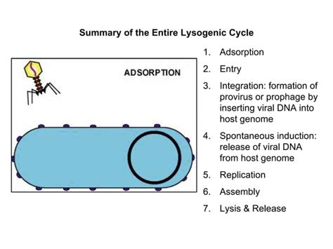 07 Lytic Vs Lysogenic Cycle Ppt Biological Sciences Science