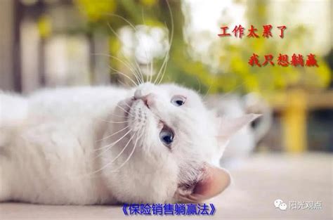 保险销售躺赢法 知乎