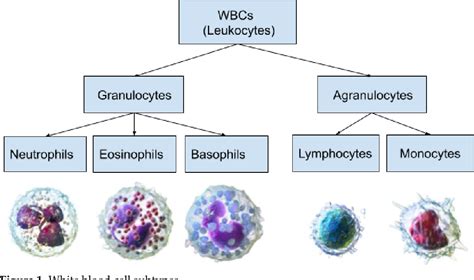Figure 1 From White Blood Cells Classification Using Entropy Controlled