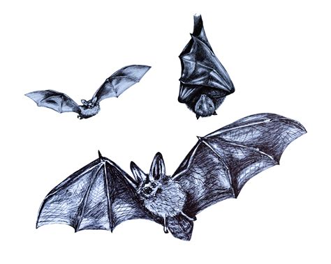 Hand Drawing Sketch Of A Bat 18743024 Png