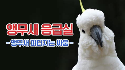 앵무새 응급실 피터지는 앵무새들의 싸움 앵무새병원 parrot hospital YouTube