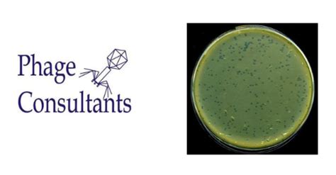 Phage Typing Of Bacteria Pharmaceutical Networking
