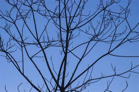 树枝 摄影 风光摄影 Stone少 原创作品 站酷 Zcool