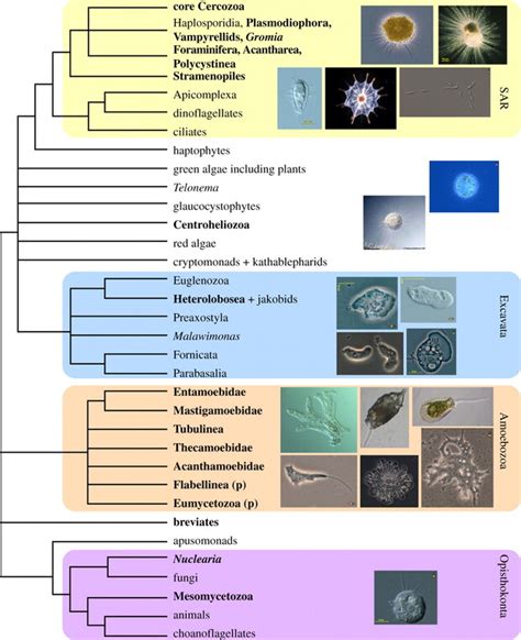 The Chastity Of Amoebae Re Evaluating Evidence For Sex In Amoeboid
