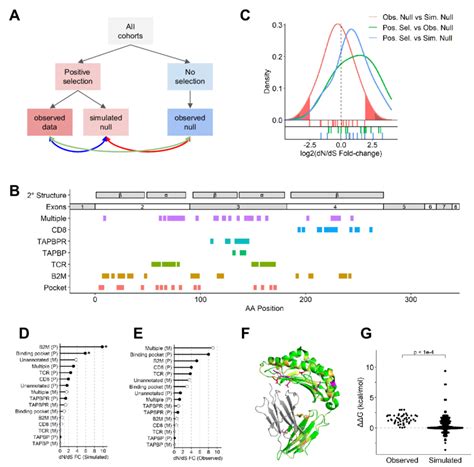 Mhc Class I Missense Mutations Are Enriched Within Specific Protein