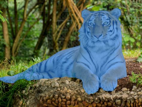 Semantic Vs Instance Segmentation In Computer Vision