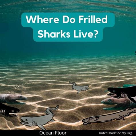 Meet The Fascinating Frilled Shark Dutch Shark Society