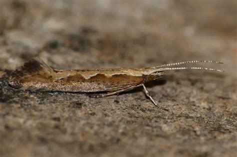 Diamondback Moth Facts Diet Habitat And Pictures On Animaliabio