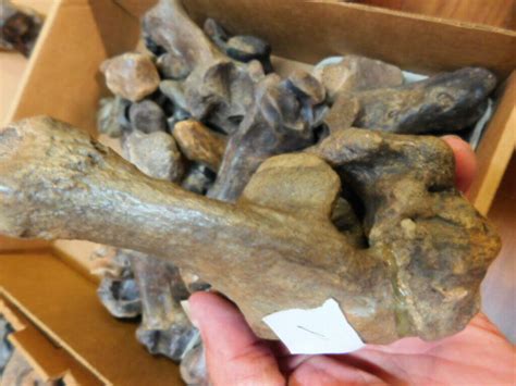 Fossil Bison Heel Bones 3pc Composite Heel Bone Fossils And Artifacts