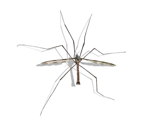 Crane Fly Identification And Info American Pest Management Pest