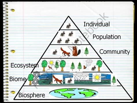 Pin On Ecosystems