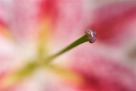 Illustrator Cert Flashcards Quizlet