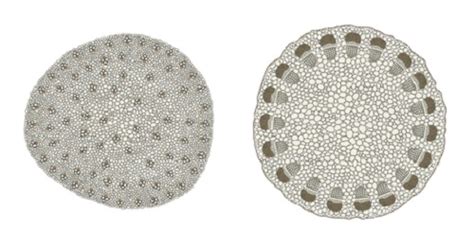 Preparation And Study Of Transverse Section Of Dicot And Monocot Roots