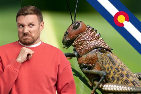How To Keep Grasshoppers Out Of Your Colorado Lawn This Summer