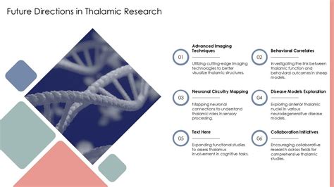 Diencephalon Anterior Thalamic Nuclei Sheep Brain Ppt Structure Acp Ppt Template