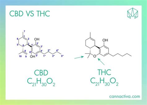 THC Vs CBD Diferencias Y Similitudes Cannactiva