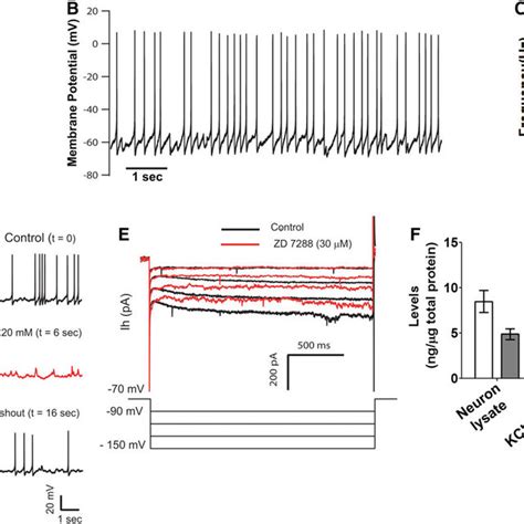 Functional Characterization Of Mrna Induced Midbrain Dopaminergic