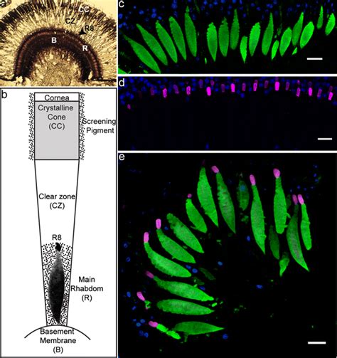 Retinal Organization And Immunolabeling Of Procambarus Clarkii Retinal
