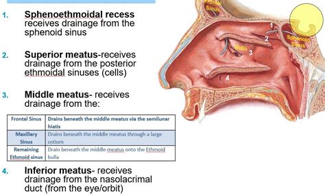 Sphenoethmoidal Recess