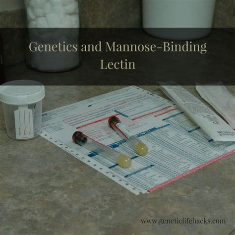 Mannose Binding Lectin Also Known As Mannose Binding Protein Is