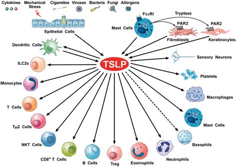 Thymic Stromal Lymphopoietin Tslp Produced Mainly By Gut And