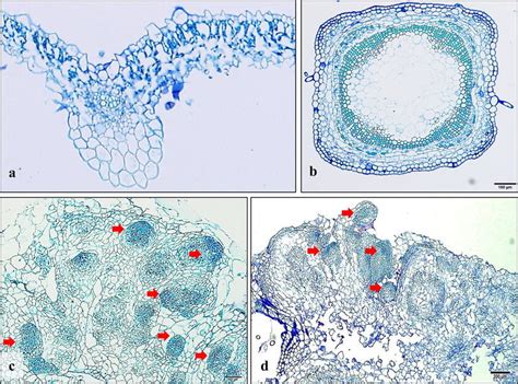 Transverse Thin Cell Layer Ttcl Culture As Seen In Histological Download Scientific Diagram