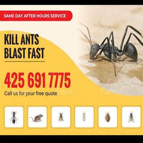 Ants Exterminators Medium