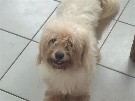 Chien Bichon Maltais de 3 ans à donner Petite Annonce chien