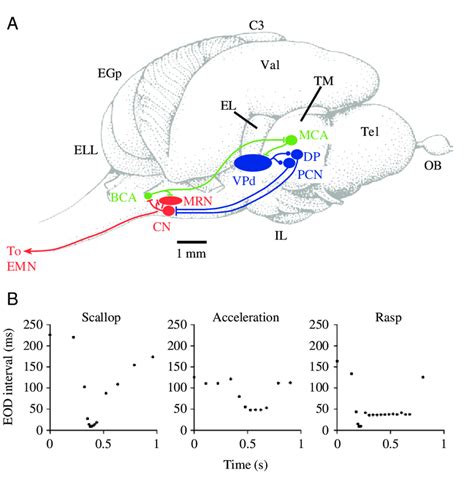 A Sagittal Schematic Showing The Functional Neuroanatomy Of The
